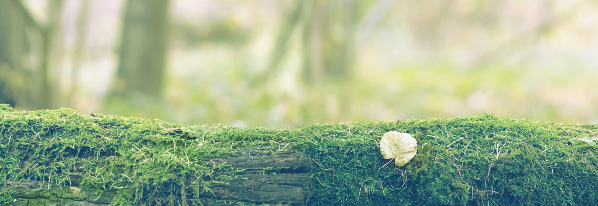 Humane Wildlife Control Experts in Fairfax